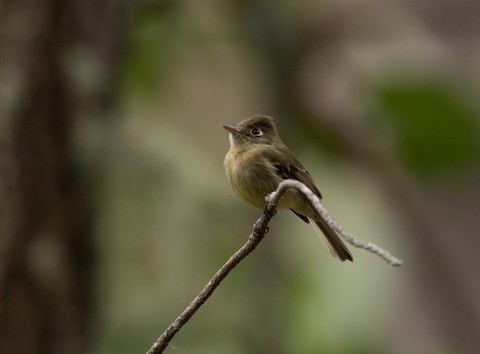 Cordilleran Flycatcher Flying