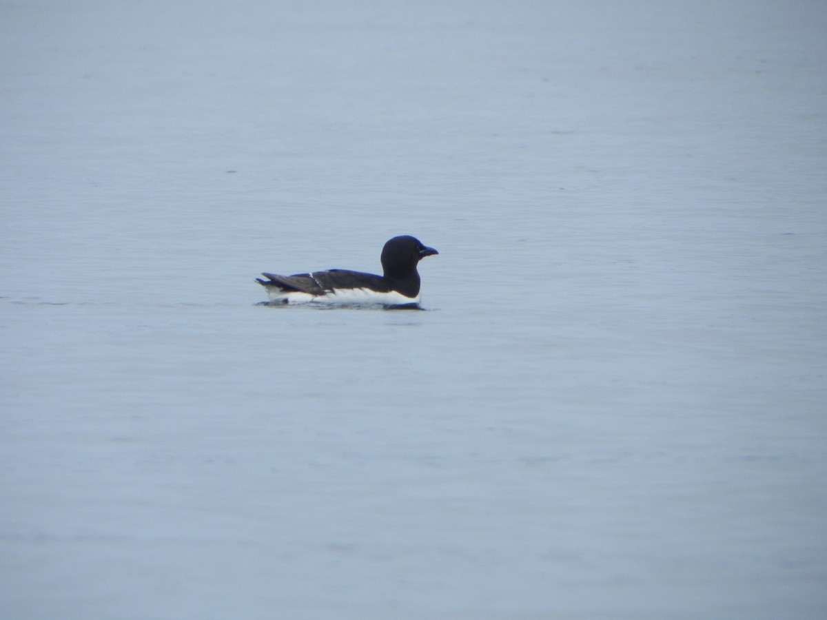 eBird Checklist - 17 Jul 2014 - Outer Long Island - 1 species