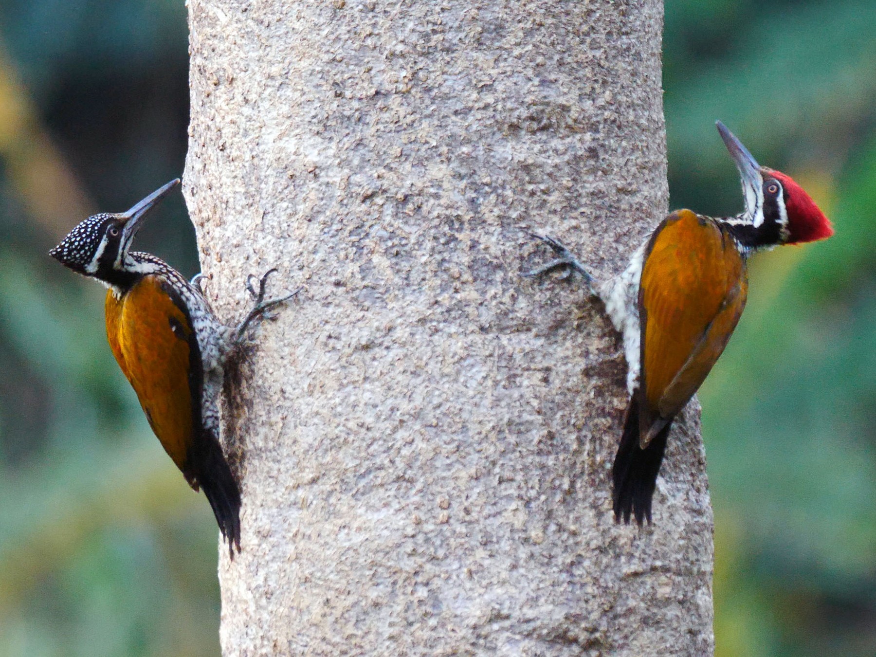 Greater Flameback - eBird