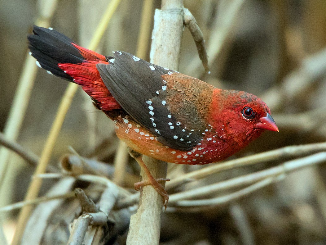 Bengalino comune - eBird