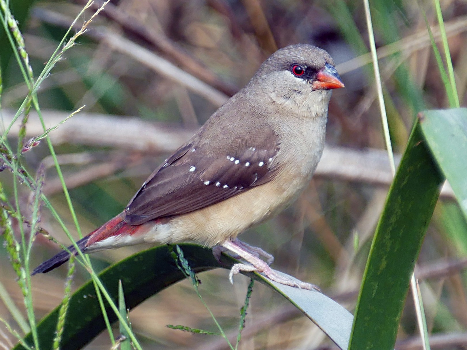 Red Avadavat - eBird