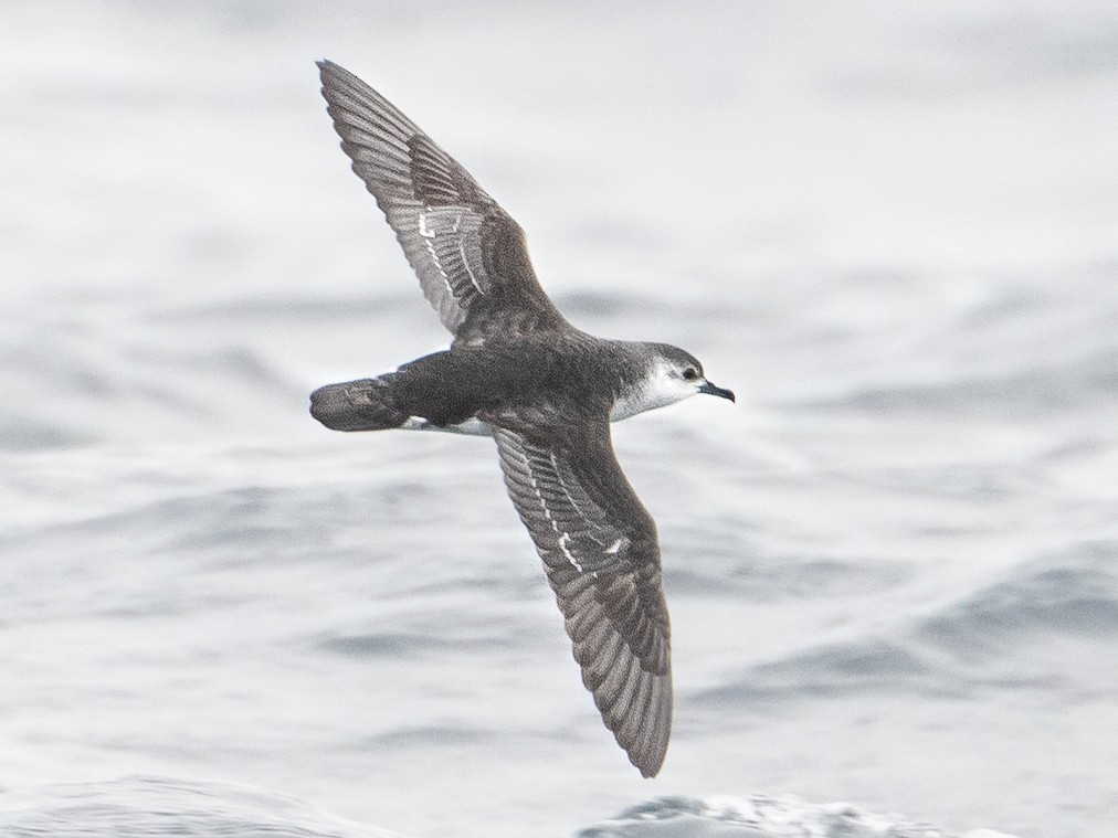 Little Shearwater - eBird