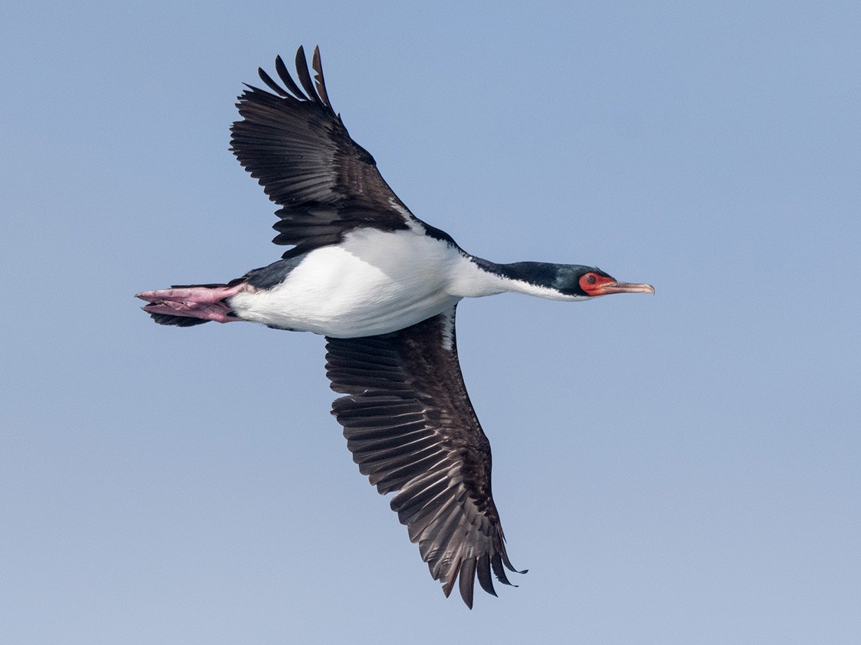 Cormoran de Bounty - eBird