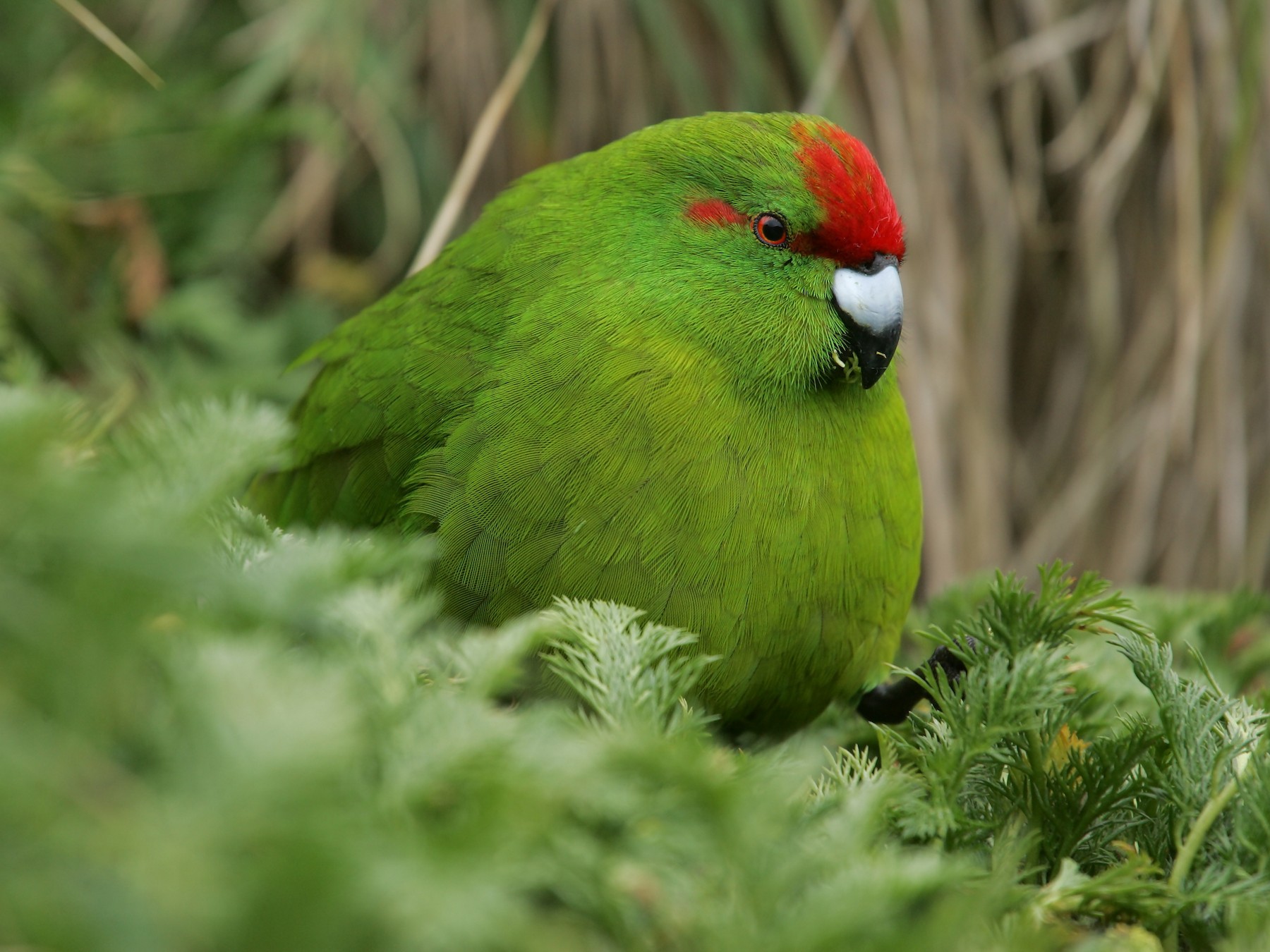 Perico de Reischek - eBird