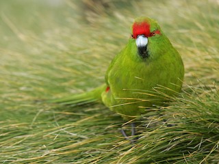 Reischek's Parakeet - eBird