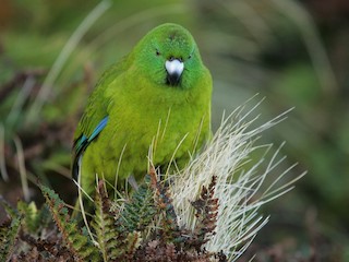 Antipodes Parakeet - eBird