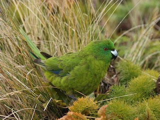Antipodes Parakeet - eBird