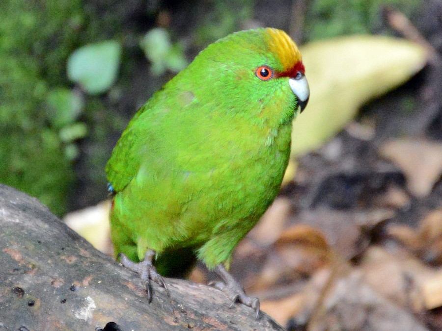 Yellow-crowned Parakeet - eBird