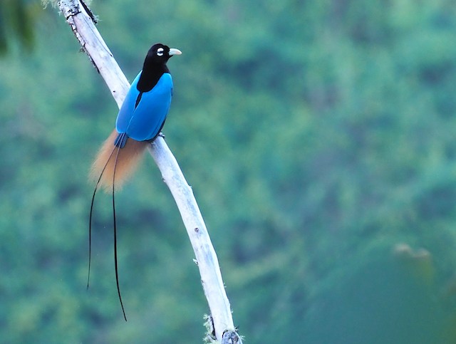 Blue Bird Of Paradise Animal