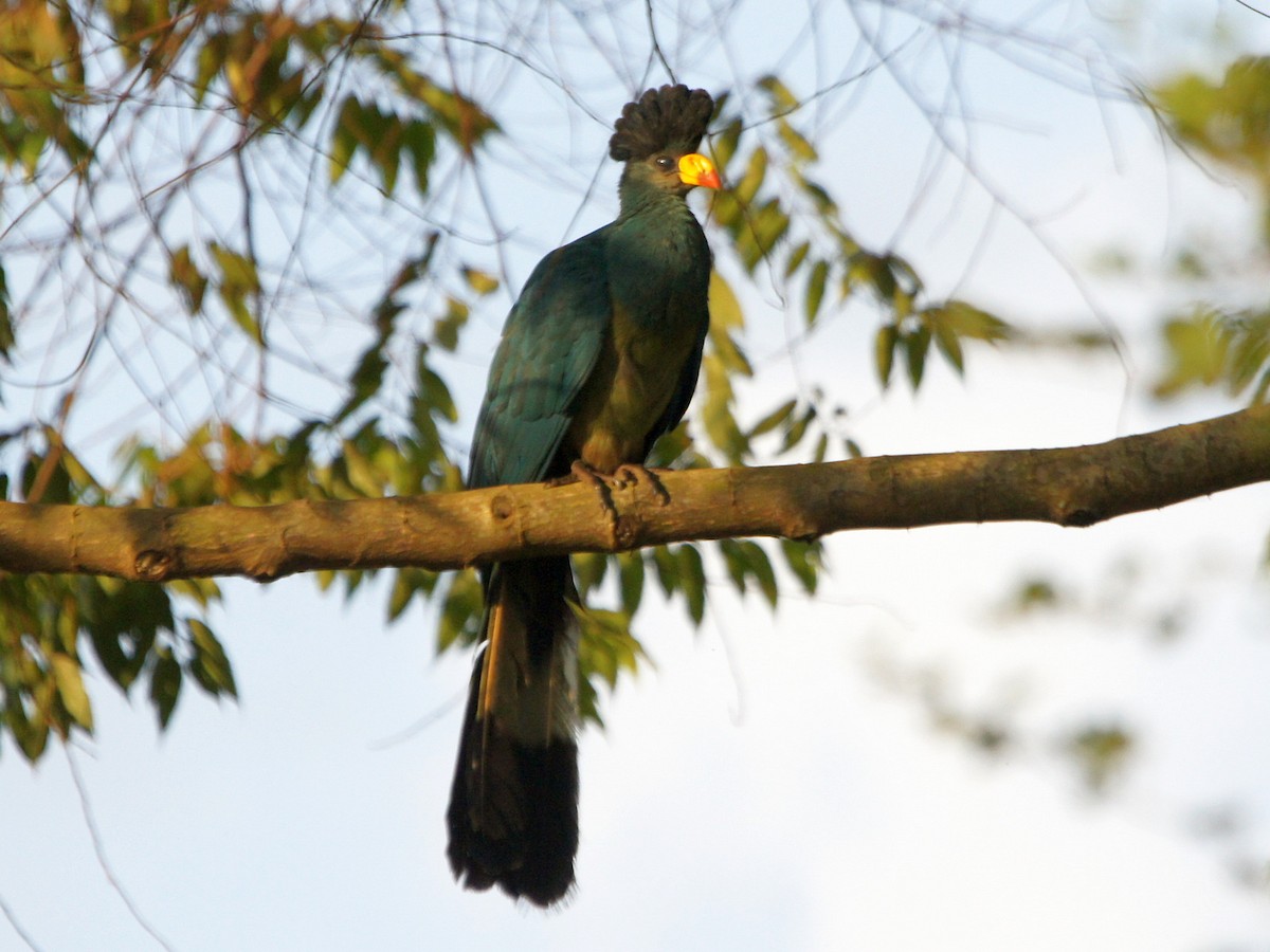 eBird Checklist - 18 Feb 2016 - Ziba - 8 species