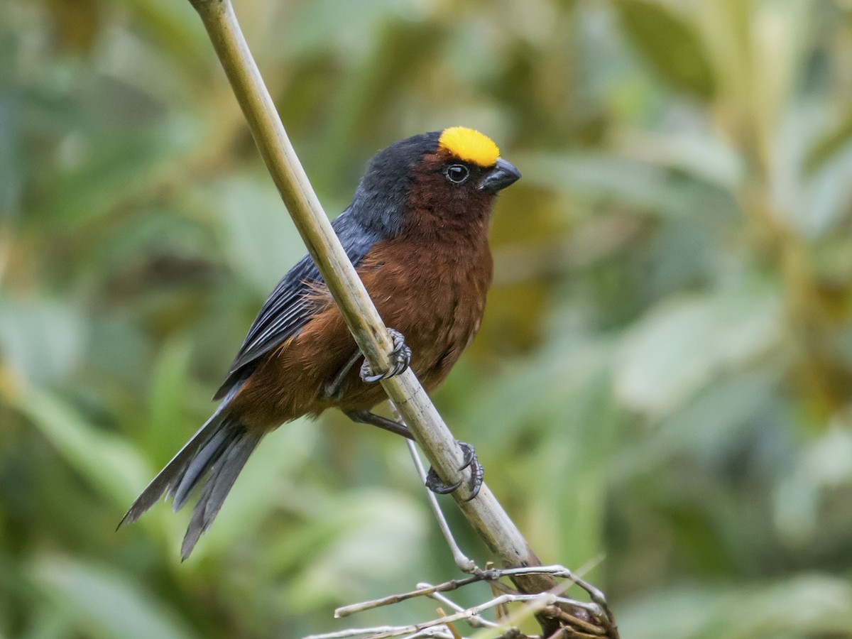 Plushcap - Catamblyrhynchus diadema - Birds of the World