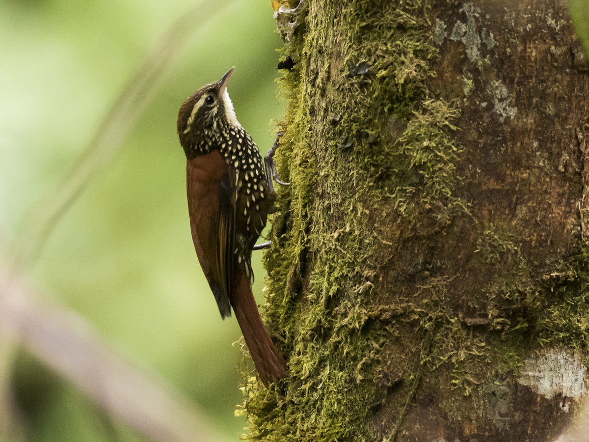 Pearled Treerunner - Margarornis squamiger - Birds of the World