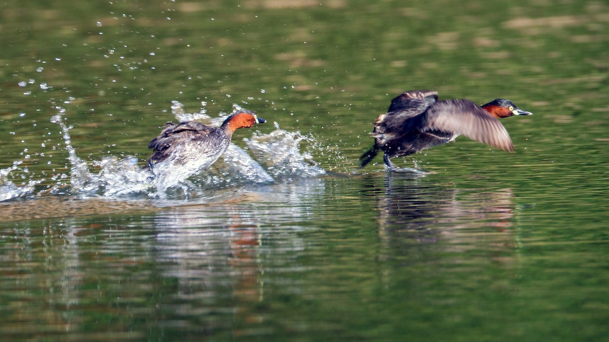 eBird Checklist - 29 Nov 2009 - Singapore Quarry at Dairy Farm Nature ...