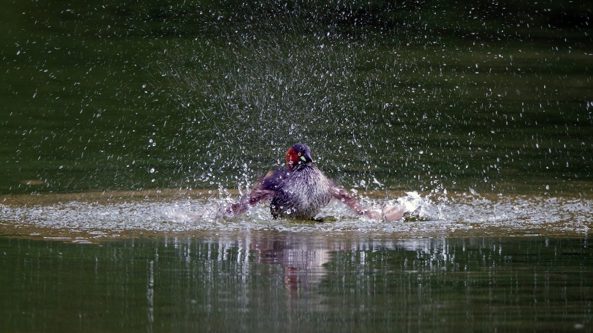 eBird Checklist - 10 Jan 2010 - Singapore Quarry at Dairy Farm Nature ...