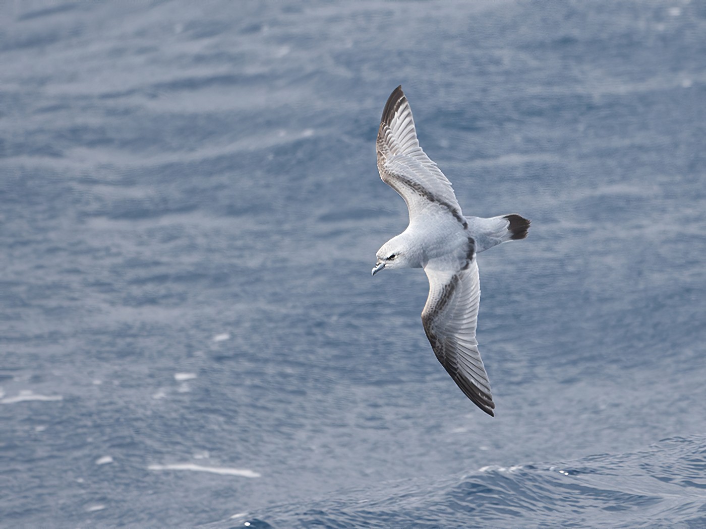 Fulmar Prion - eBird
