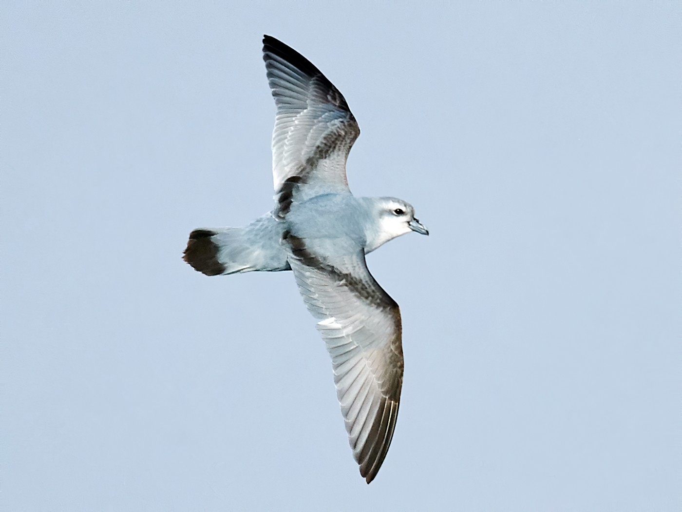 Fulmar Prion - eBird