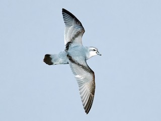 Fulmar Prion - eBird