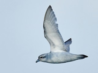 Fulmar Prion - eBird