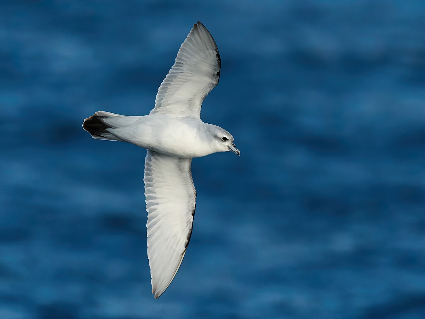 Fulmar Prion - eBird
