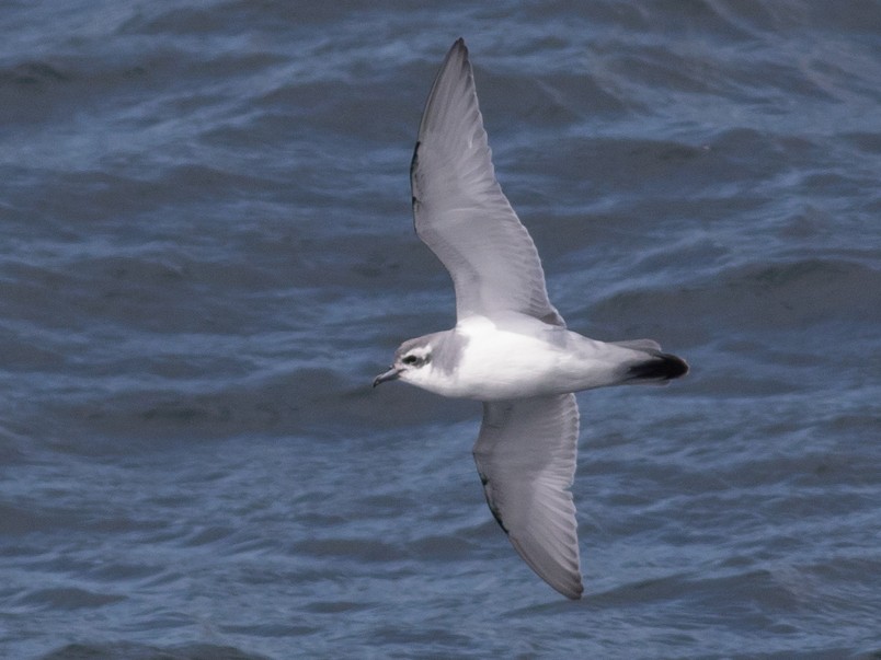 Slender-billed Prion - eBird