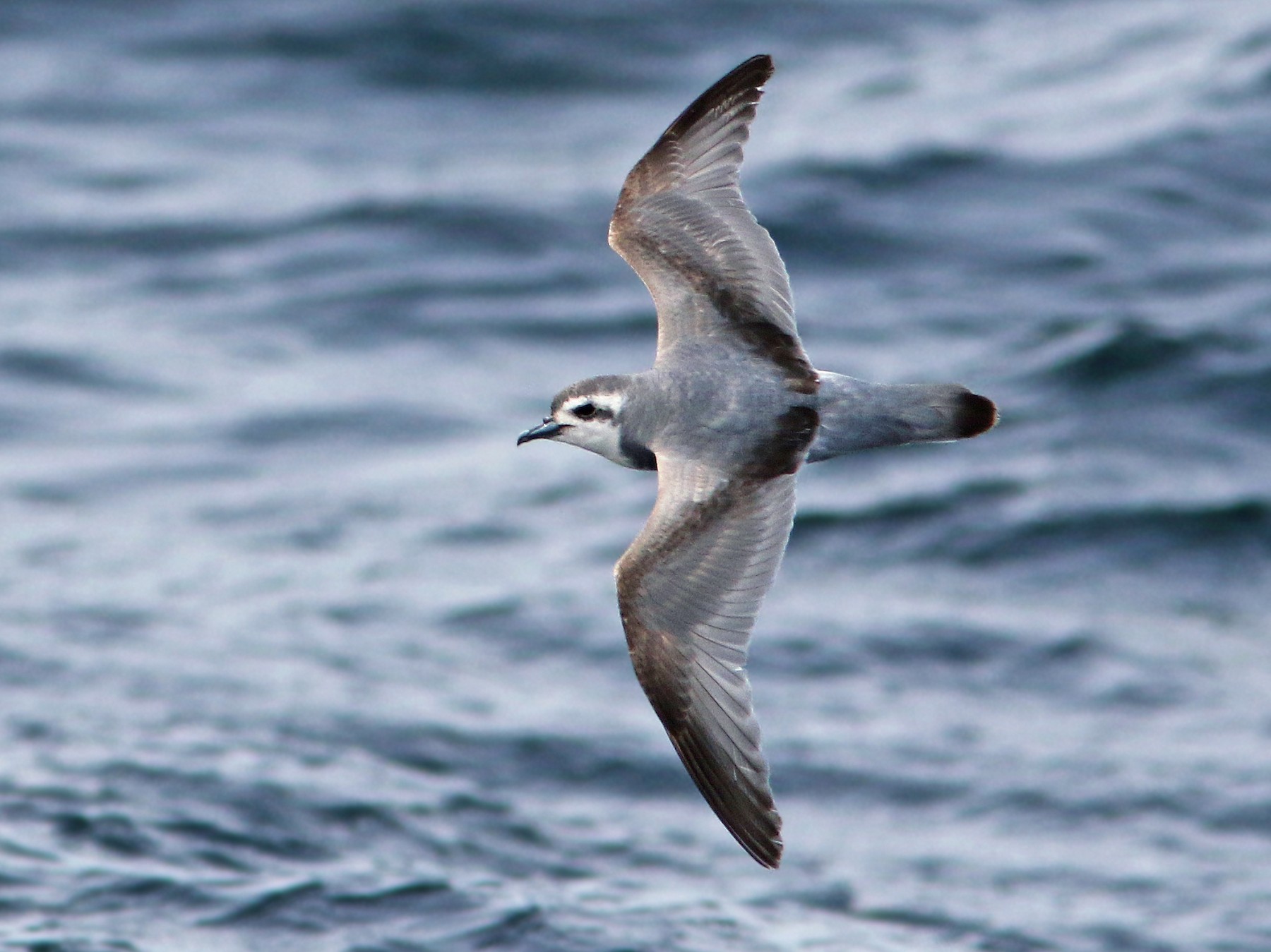Slender-billed Prion - eBird