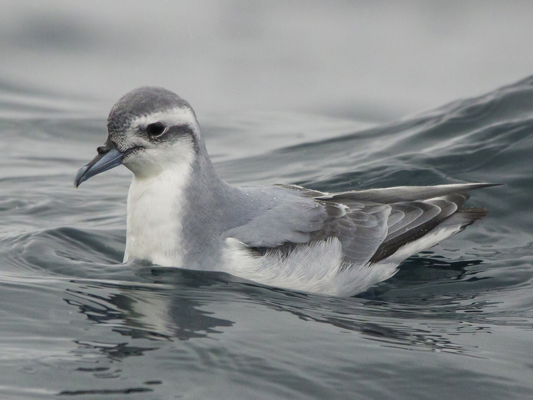 Slender-billed Prion - eBird