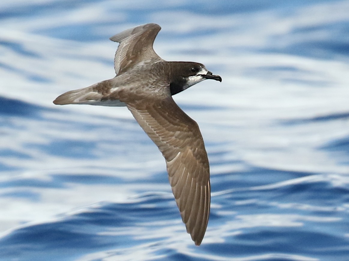 Gould's Petrel - eBird