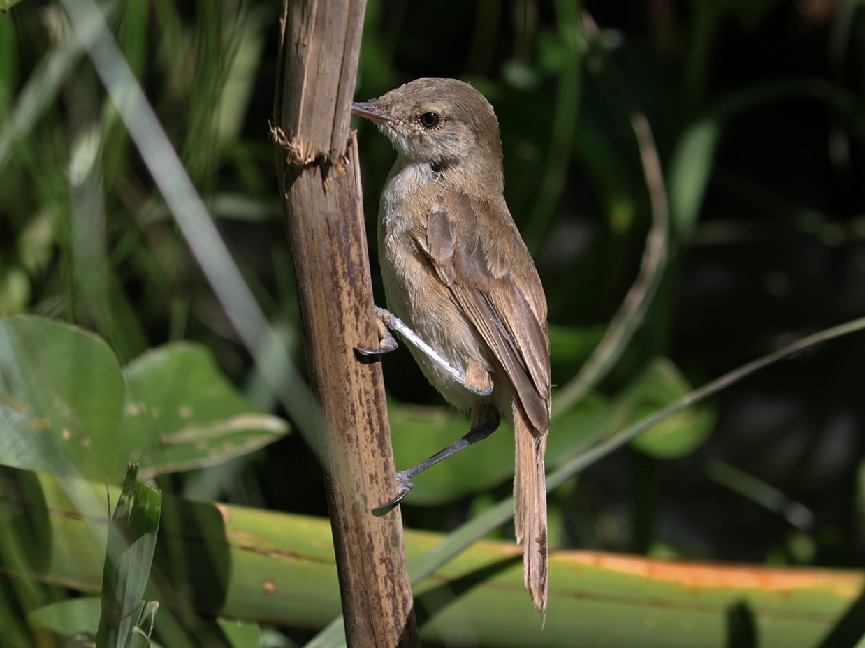 Greater Swamp Warbler - eBird