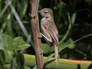 Greater Swamp Warbler - eBird