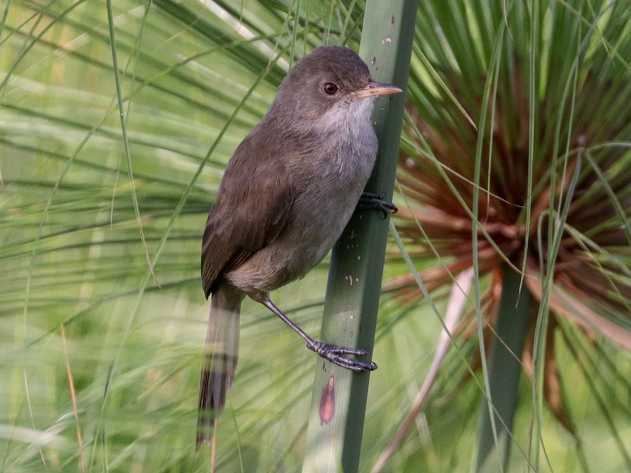 Greater Swamp Warbler - eBird