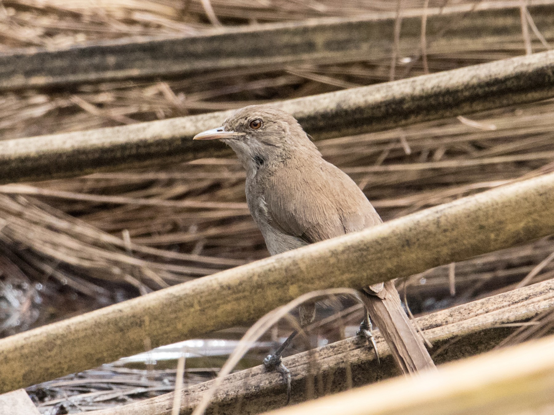 Greater Swamp Warbler - eBird
