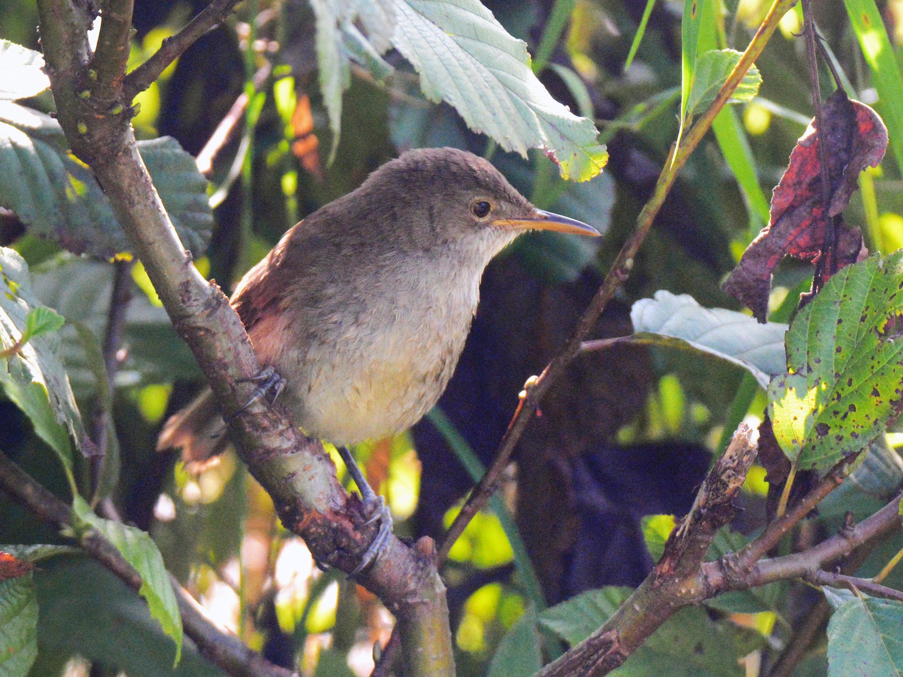 Greater Swamp Warbler - eBird