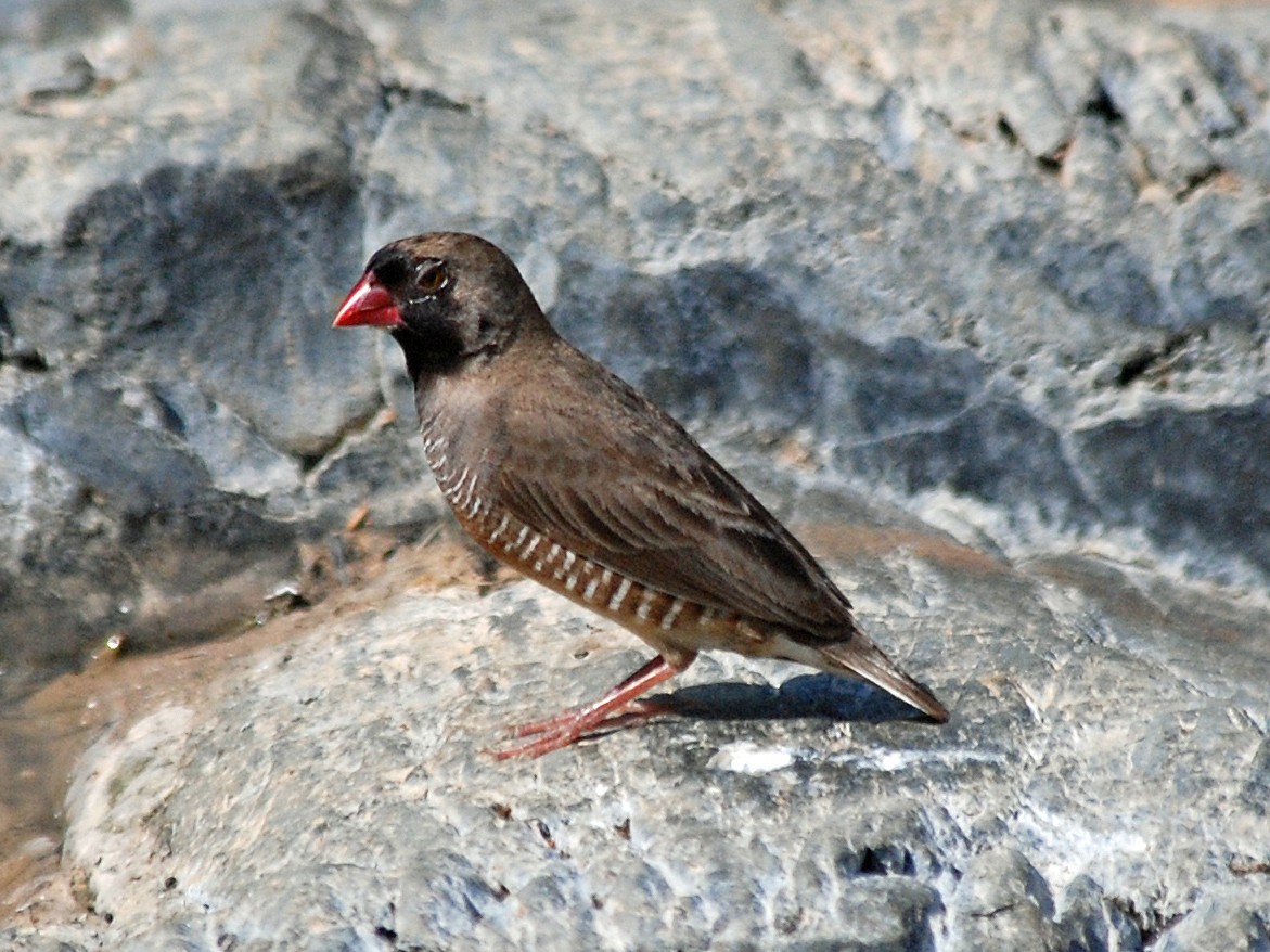Quailfinch - eBird