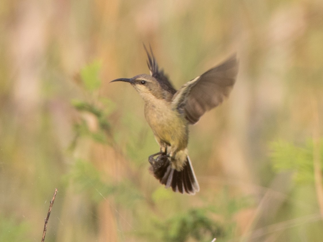 Copper Sunbird - eBird