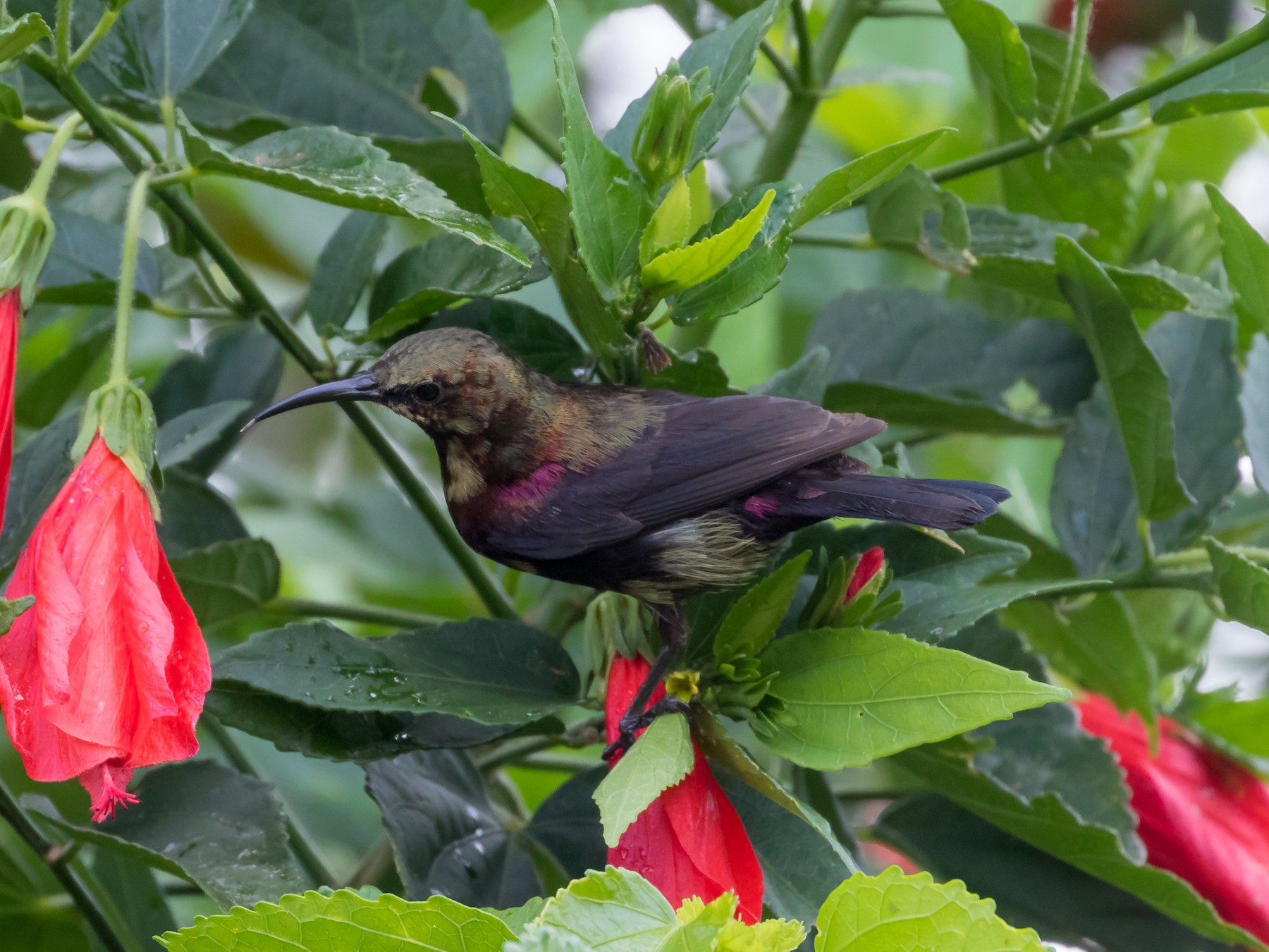 Copper Sunbird - eBird