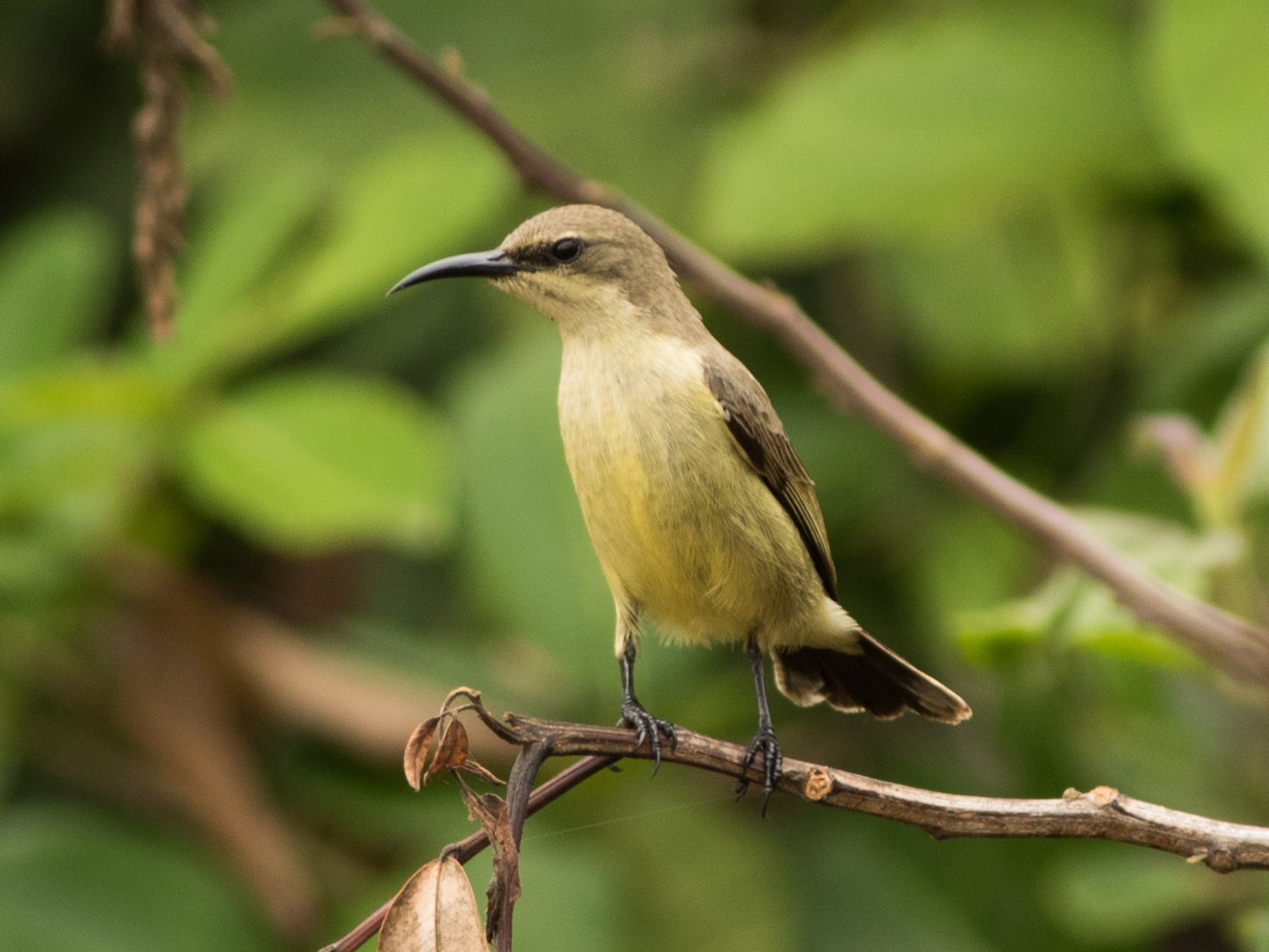 Copper Sunbird - eBird