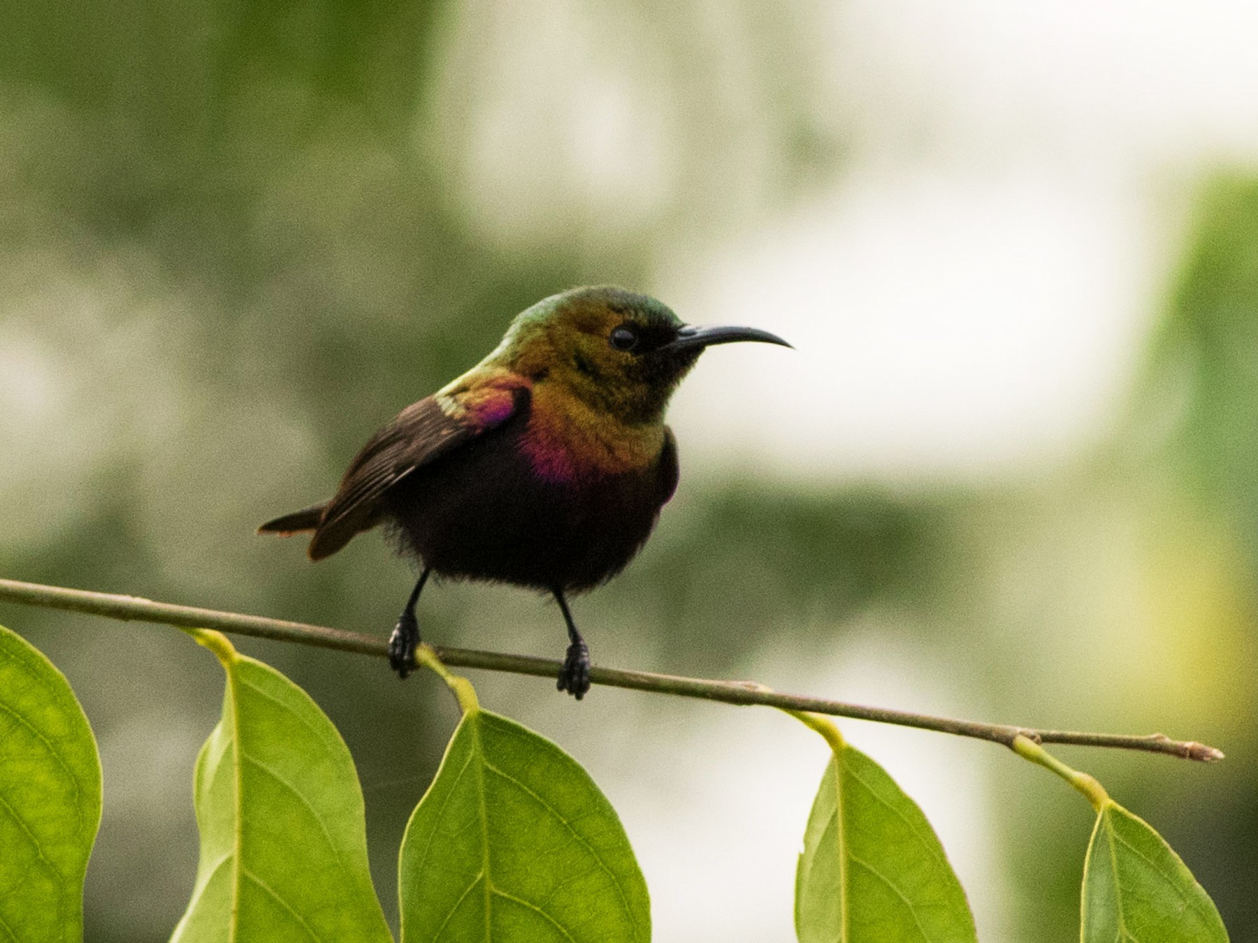 Copper Sunbird - eBird