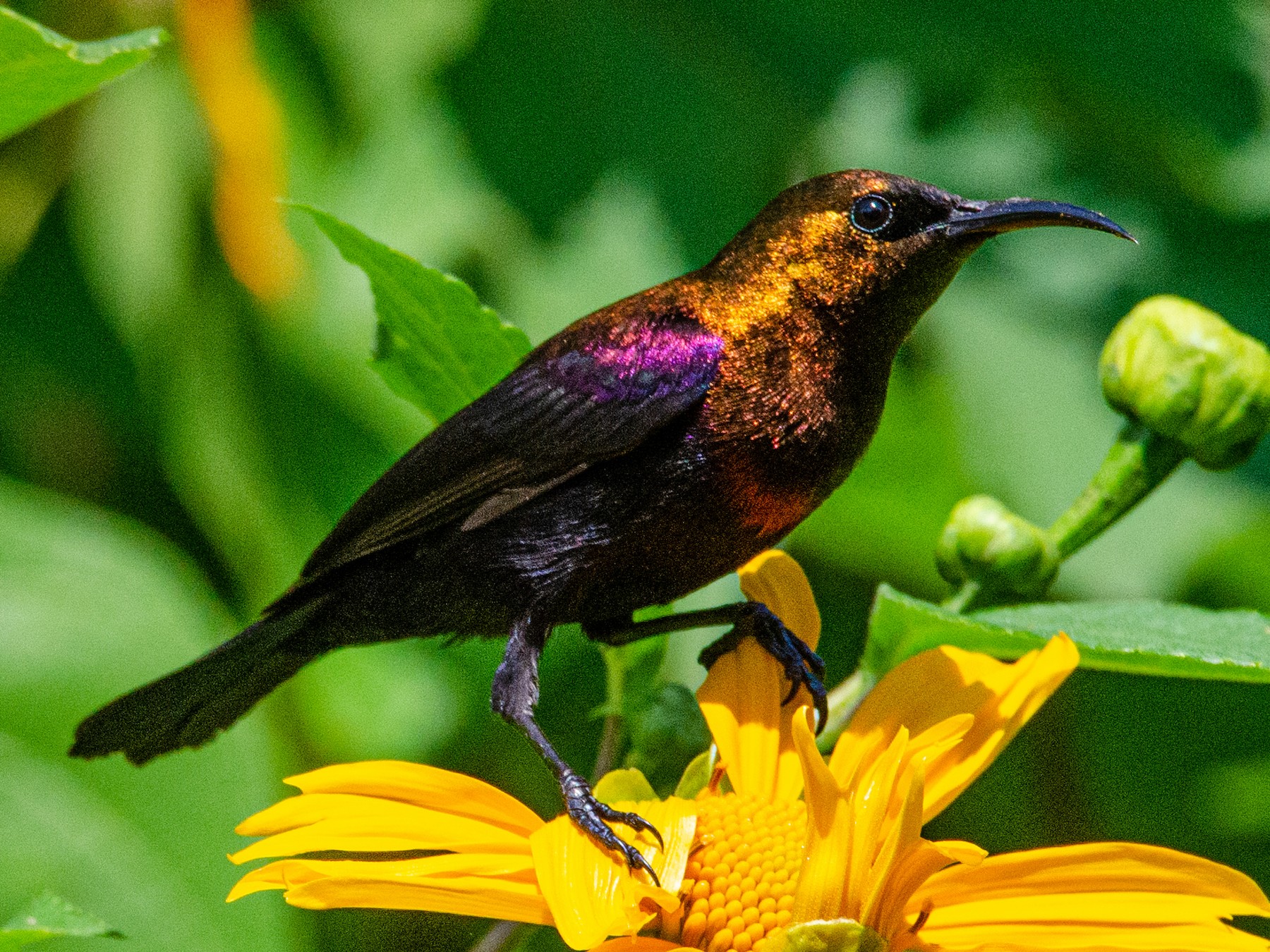 Copper Sunbird - eBird