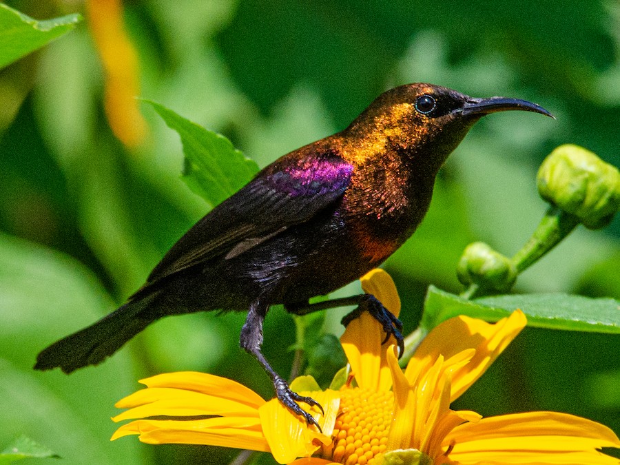 Copper Sunbird - eBird