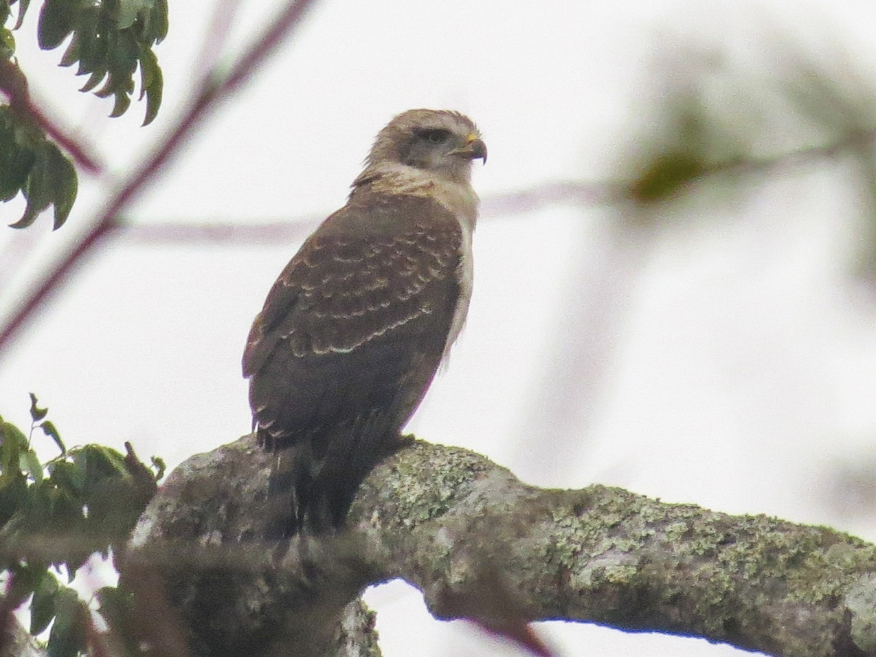 Banded Snake-Eagle - eBird