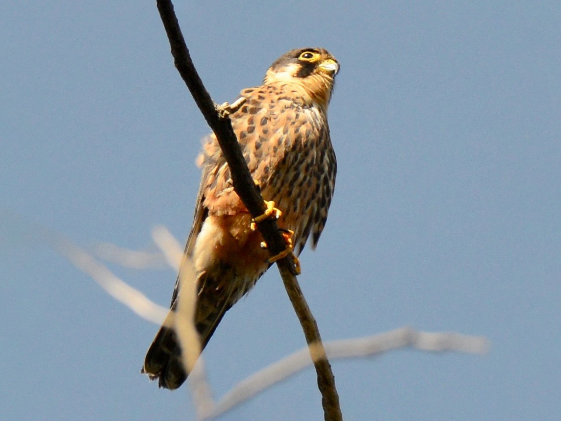 African Hobby - eBird