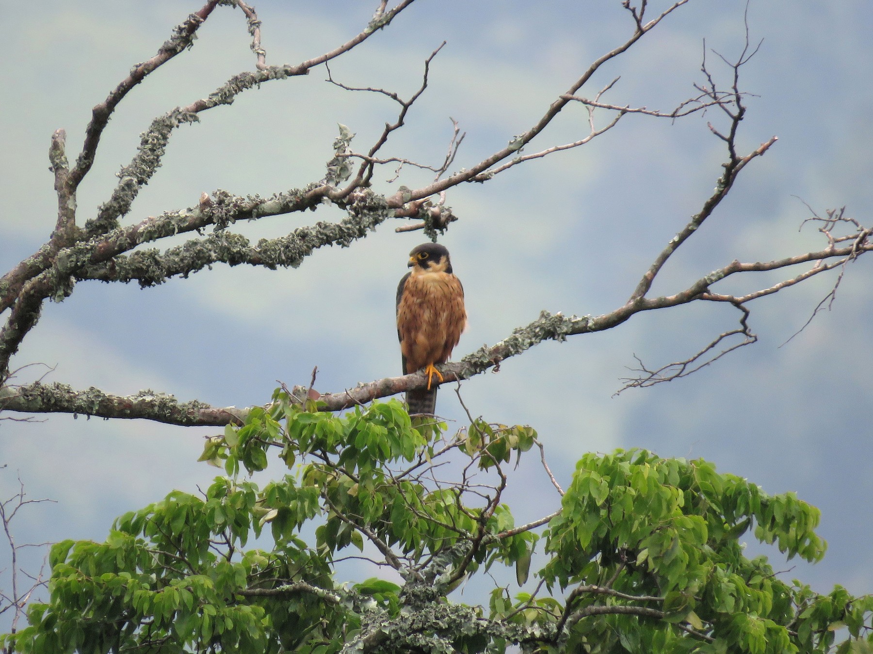 African Hobby - eBird