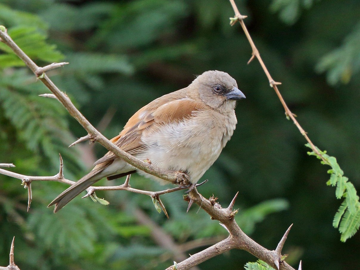 Northern Gray-headed Sparrow - eBird