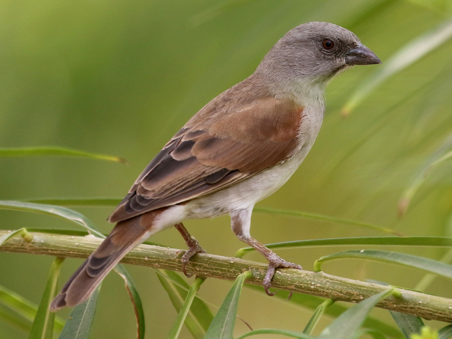Northern Gray-headed Sparrow - eBird