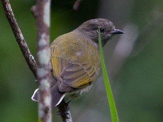 Green-backed Honeybird - eBird