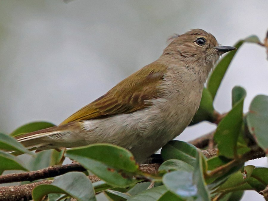 Green-backed Honeyguide - eBird
