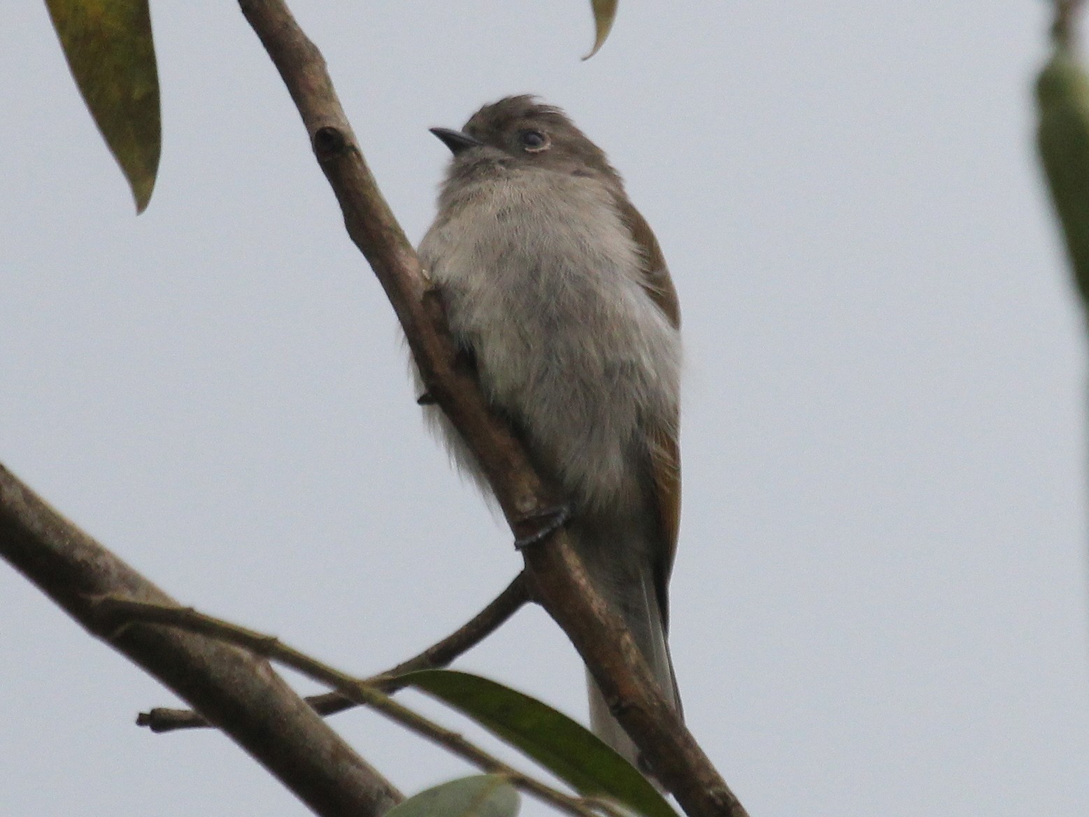 Green-backed Honeyguide - eBird