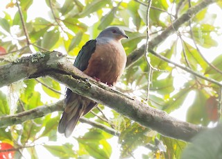 Rufescent Imperial-Pigeon - Ducula chalconota - Birds of the World