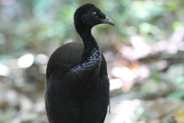 Photos - Dark-winged Trumpeter - Psophia viridis - Birds of the World