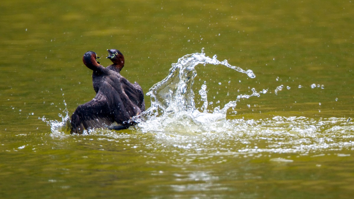 eBird Checklist - 31 Jan 2010 - Singapore Quarry at Dairy Farm Nature ...